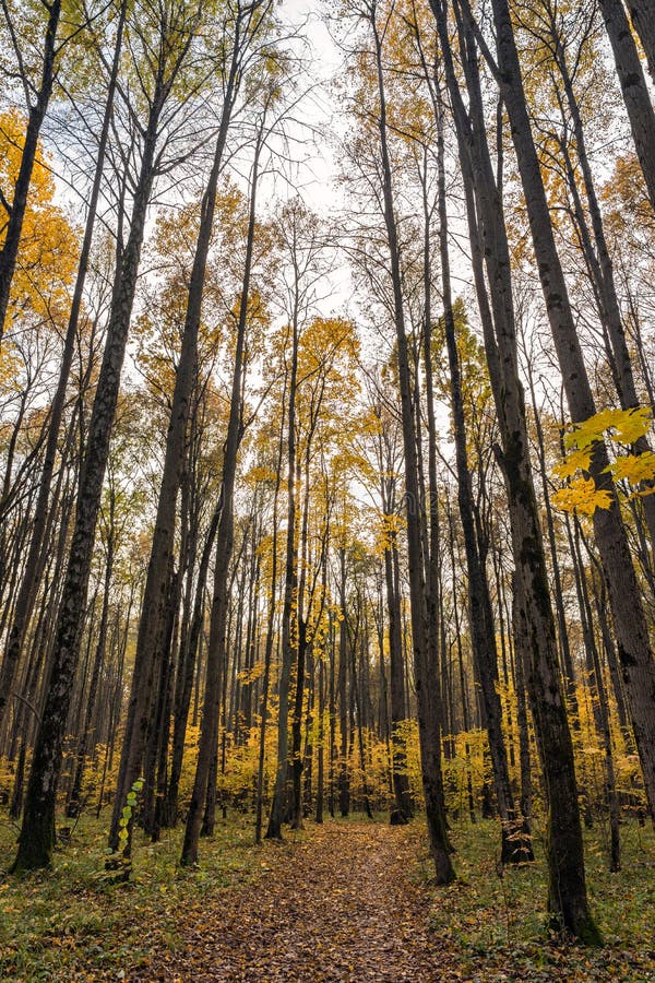 Pathway among Tall Tree Trunks in Autumnal Forest Stock Image - Image ...