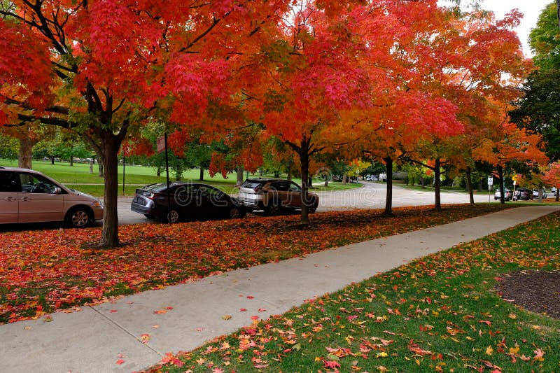 A Pathway Though a Brunch of Trees in Autumn Stock Image - Image of ...