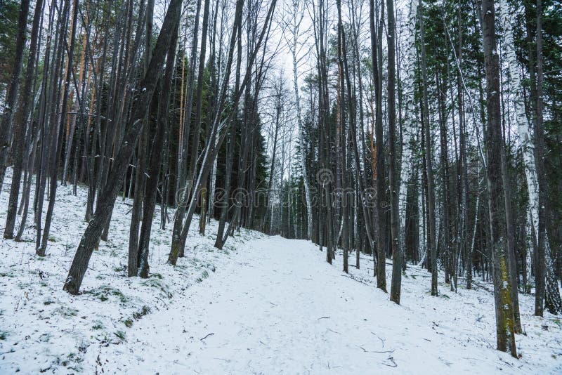 Pathway Though Dark Snowy Forest. Stock Image - Image of nature, winter ...