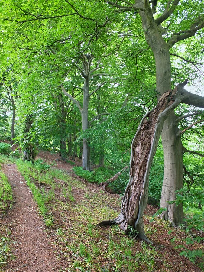 Pathway Though Woodland in Summer with a Split Broken Old Tree Trunk ...