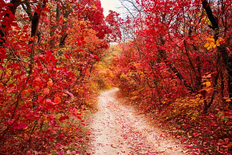Pathway Throught the Autumn Trees. Autumn Park with Red and Yellow ...