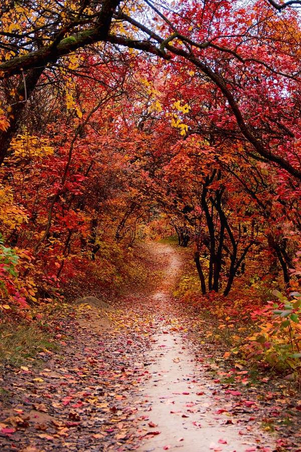 Pathway Throught the Autumn Trees. Autumn Park with Red and Yellow ...
