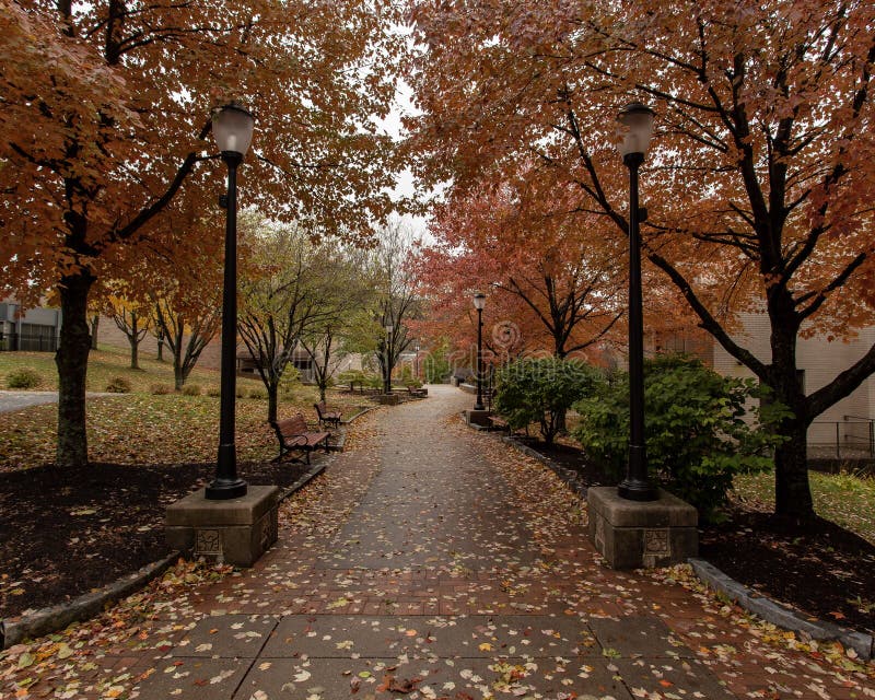 Pathway to fall foliage stock image. Image of beautiful - 157157431