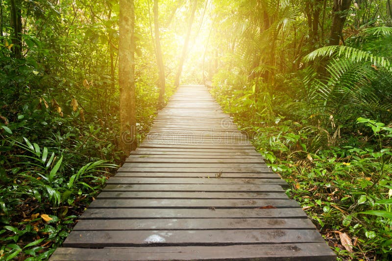 Pathway to jungle stock image. Image of trail, scene - 92265923