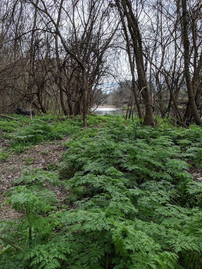 Pathway to the river stock image. Image of trees, leading - 139817273