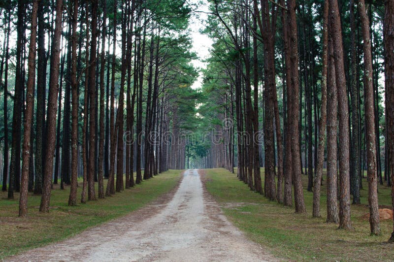 Pathway To Tunnel of Pine Trees Stock Photo - Image of wood, archway ...