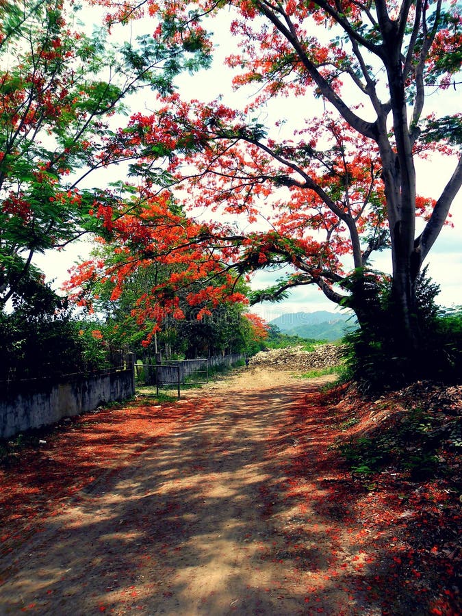 Pathway, Trail, Trees, Plants, Sky and Mountains Stock Photo - Image of ...