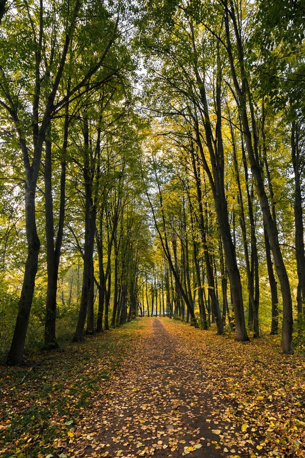 Pathway among Trees in Autumn Park Stock Photo - Image of october ...