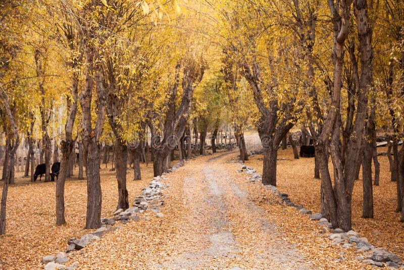 Pathway among Trees in Autumn Season Stock Image - Image of branch ...