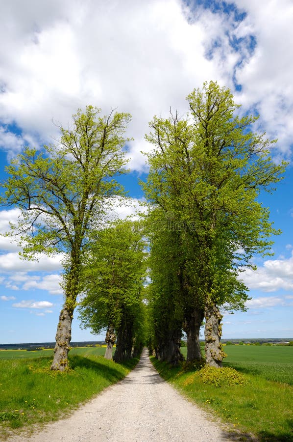 Pathway with trees stock image. Image of group, green - 39523989