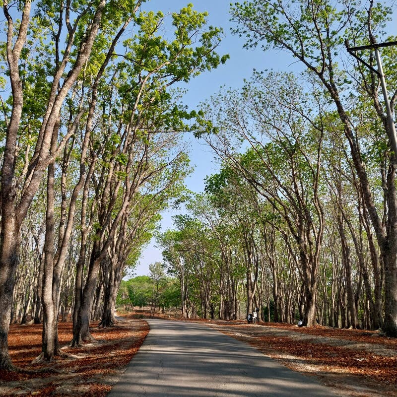 Pathway in between Trees with Brown and Green Leaf Stock Image - Image ...