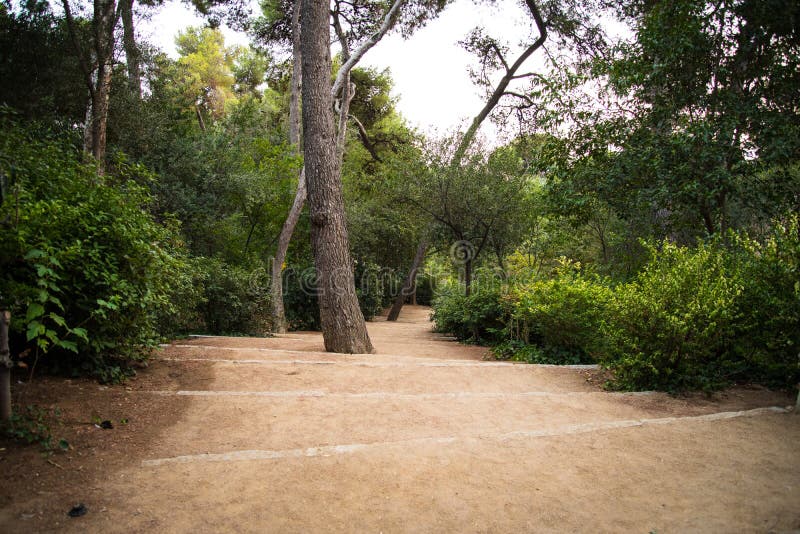 Pathway through the trees stock photo. Image of destination - 89508482