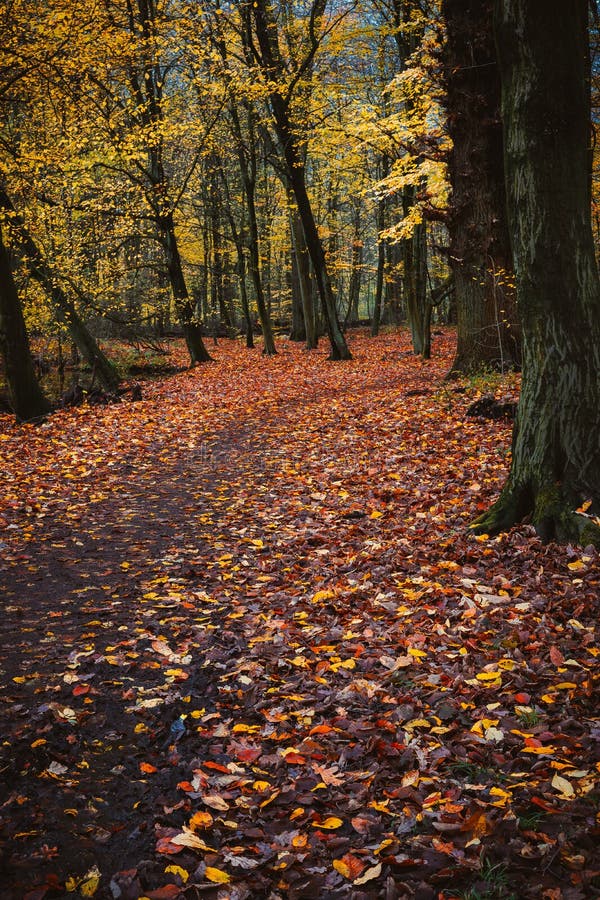 Pathway between Trees Covered with Fallowed Golden Leaves on the Ground ...