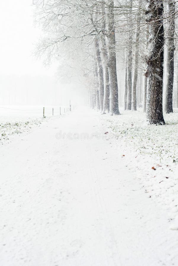 Pathway with Trees Covered in Snow during Snowfall. Stock Image - Image ...