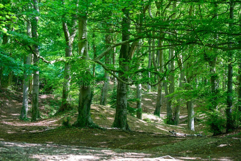 Trees in a Forest in the Cotswolds in England Stock Photo - Image of ...
