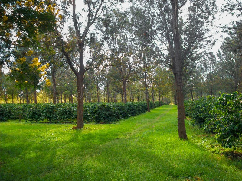 Pathway through Trees, Green Farms Stock Image - Image of grass ...