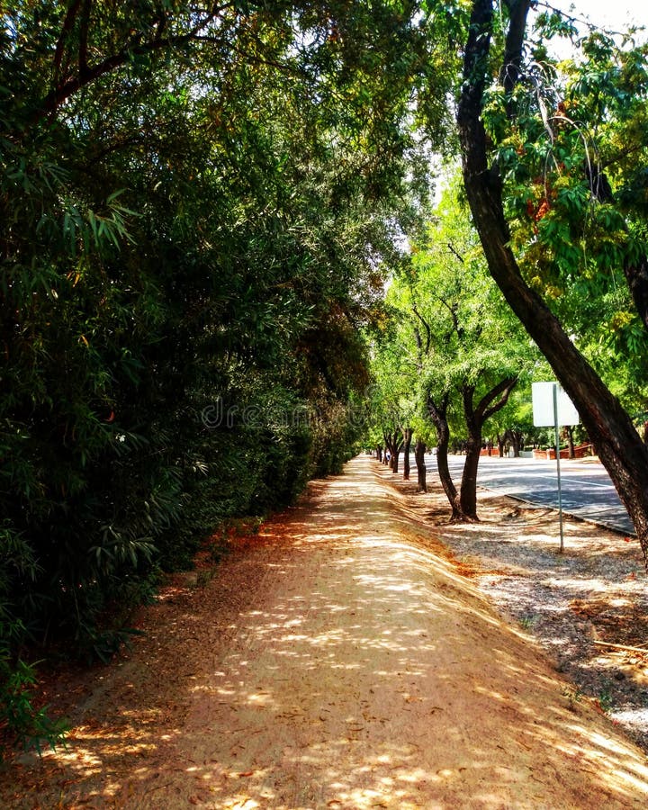 Pathway of Trees stock image. Image of bike, pathways - 191653143