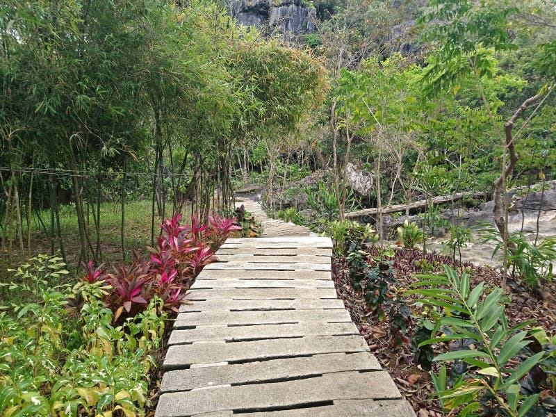 Pathway with Trees and Leaves at the Sides Stock Photo - Image of path ...