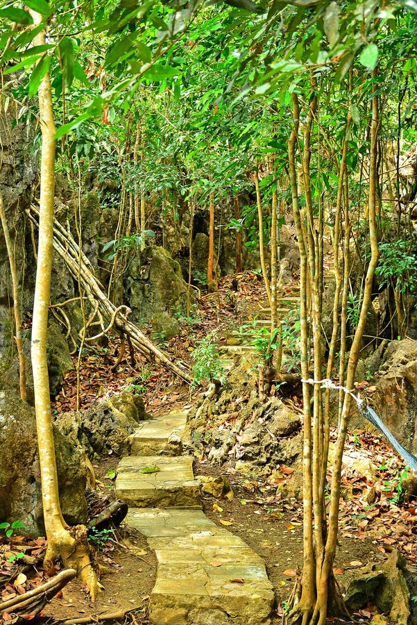 Pathway with Trees and Leaves at the Sides Stock Photo - Image of place ...