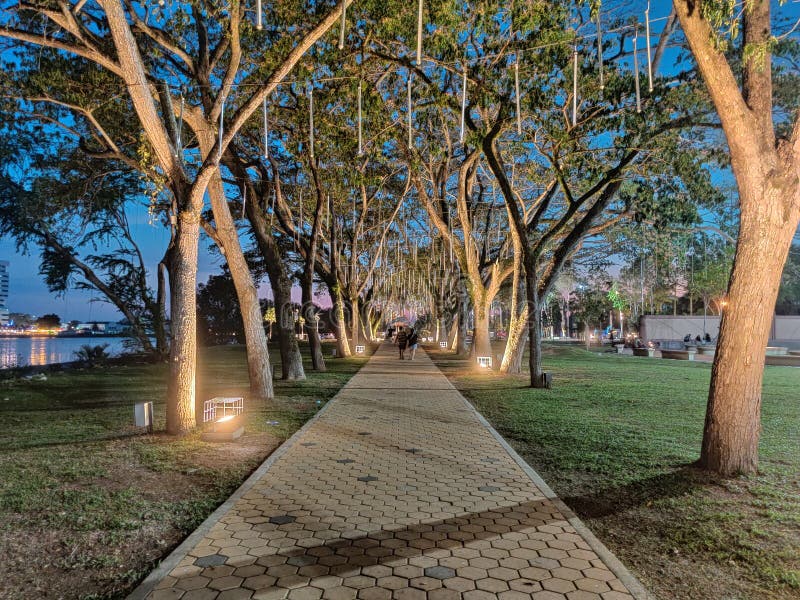 Pathway, trees and lights stock image. Image of plant - 216894967