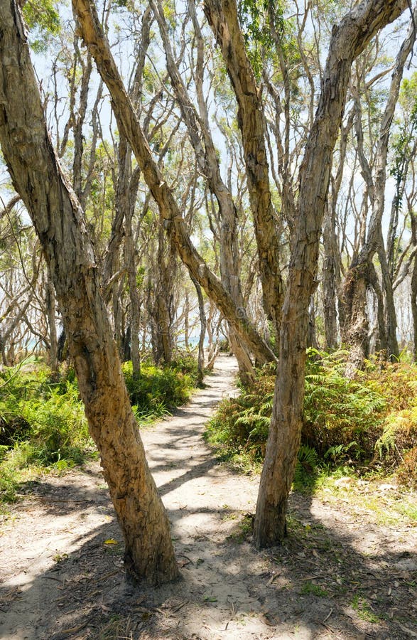 Pathway through Trees stock image. Image of beach, australia - 36110087