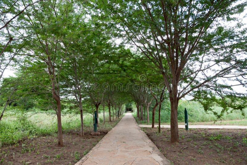 Pathway between the Trees with a Lot of Green Plants Stock Photo ...