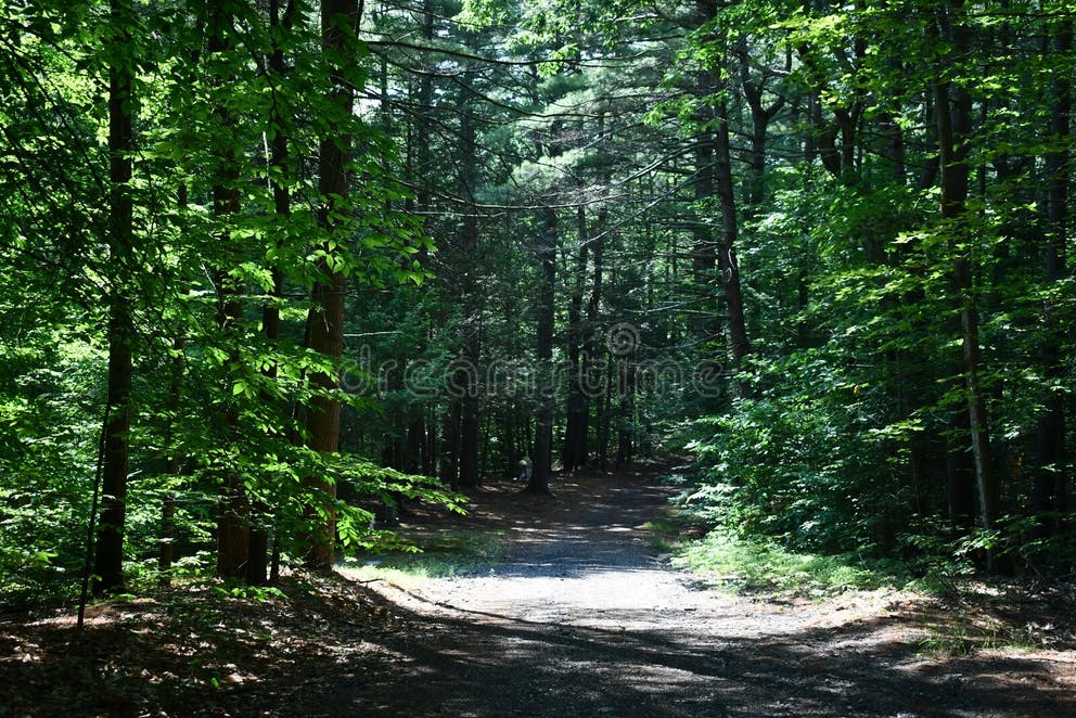 Tree Pathway stock photo. Image of leaf, path, forest - 193153448