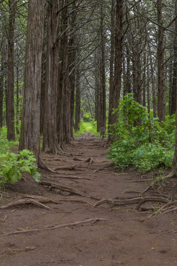 Pathway through the Trees in the Parallel Forest, Whitchita Wildlife ...