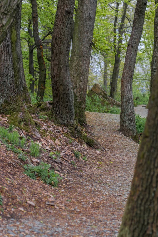 Pathway between trees stock image. Image of tree, summer - 102921959
