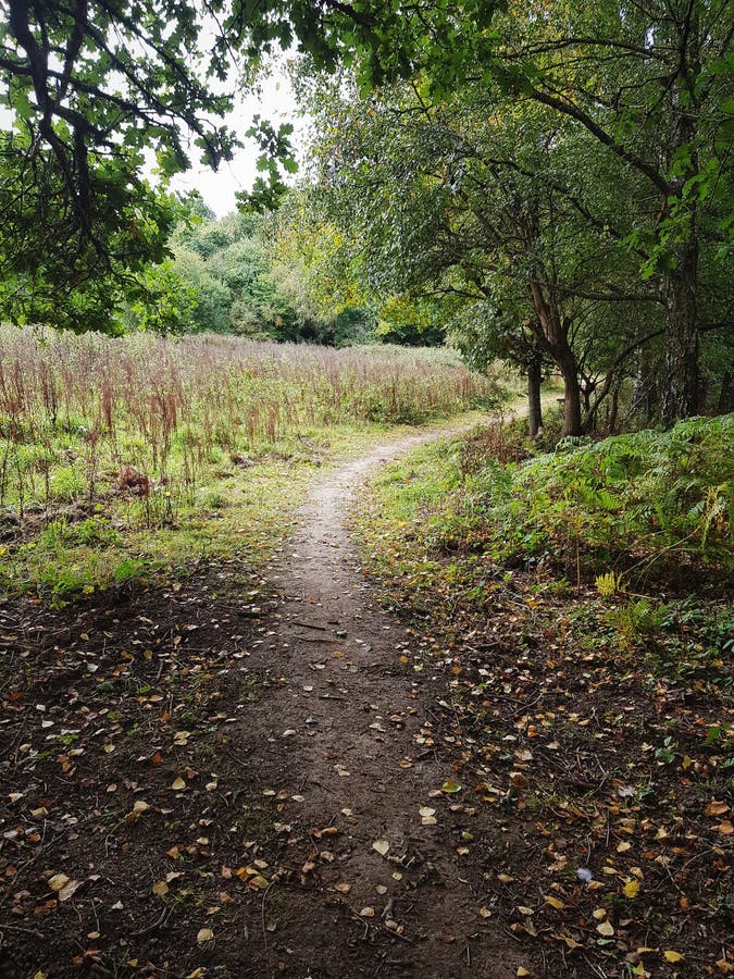 Pathway between trees stock photo. Image of rural, leaves - 155758084