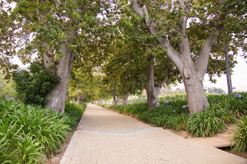 Pathway through Trees stock photo. Image of trees, paved - 41746938