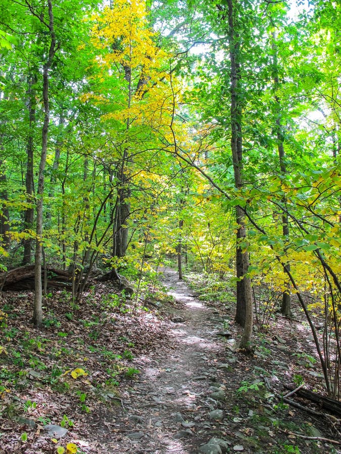 Pathway through the trees stock image. Image of light - 215022023