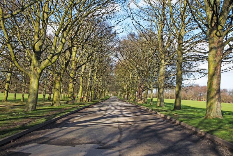 A Pathway through the Trees Stock Image - Image of pattern, foliage ...