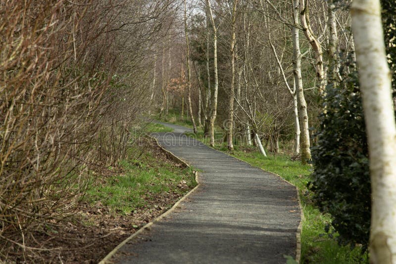 Pathway into the Trees. Scotland Stock Image - Image of forest, spring ...