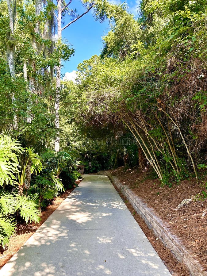 Pathway Trees, Summer Jacksonville, Florida Stock Photo - Image of ...