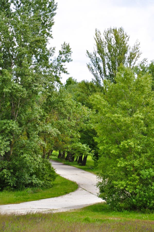 Pathway between Trees in the Summer Stock Photo - Image of ...