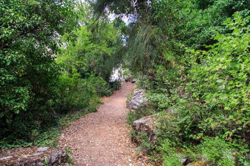 Pathway among Trees stock photo. Image of path, green - 60175934