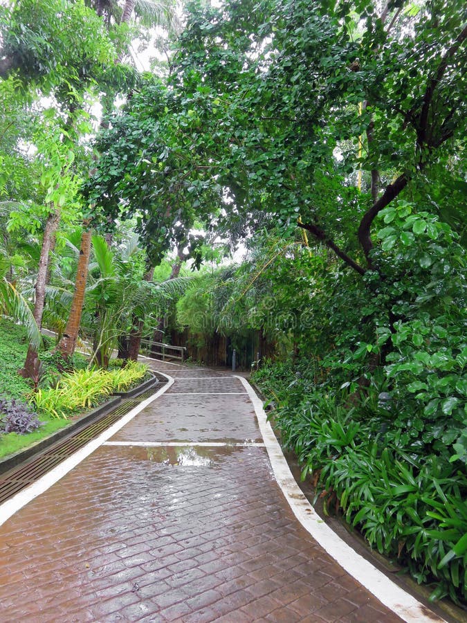 Pathway through Garden in Boracay Stock Image - Image of road, palm ...