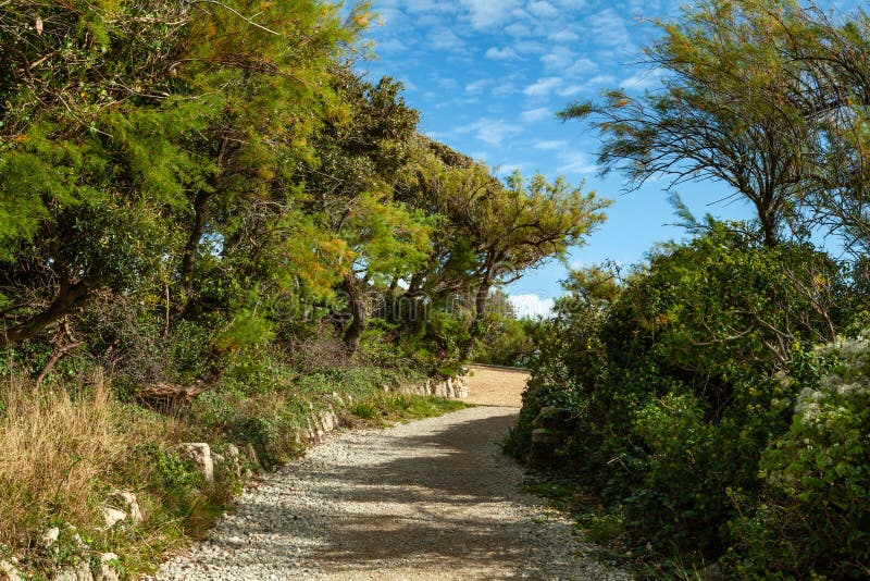 Pathway through Tropical Looking Trees and Vegetation in Dorset, Uk ...