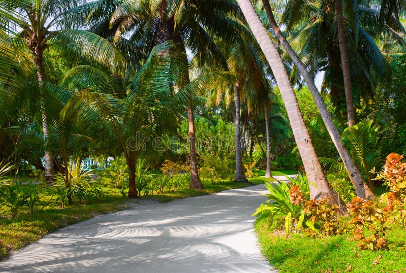 Pathway in tropical park stock image. Image of island - 9221825