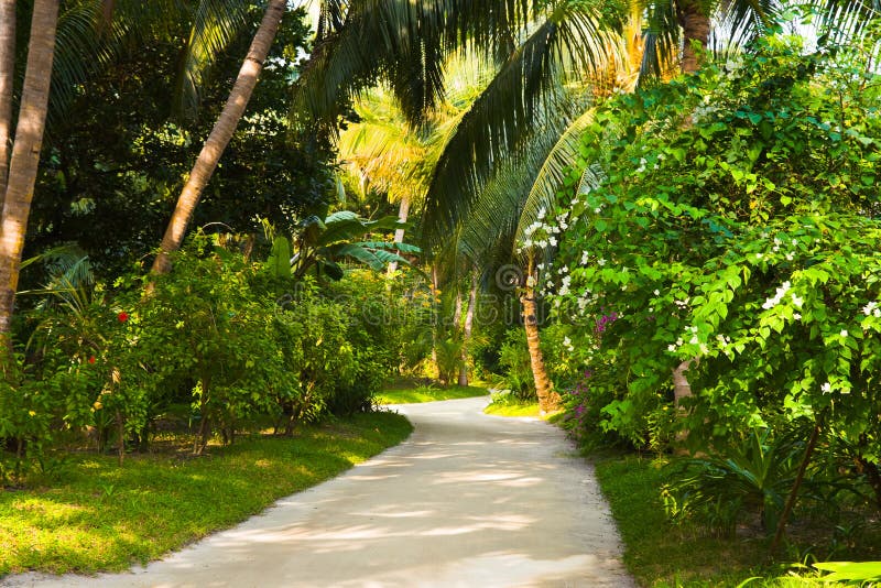 Tropical Garden Path stock image. Image of palm, nature - 9817797