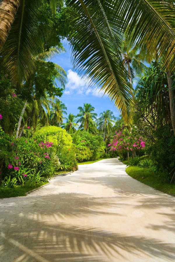 Pathway in tropical park stock image. Image of island - 9221825
