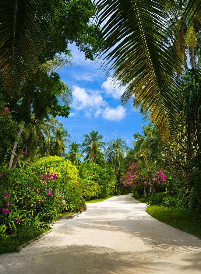 Pathway in tropical park stock image. Image of island - 9221825