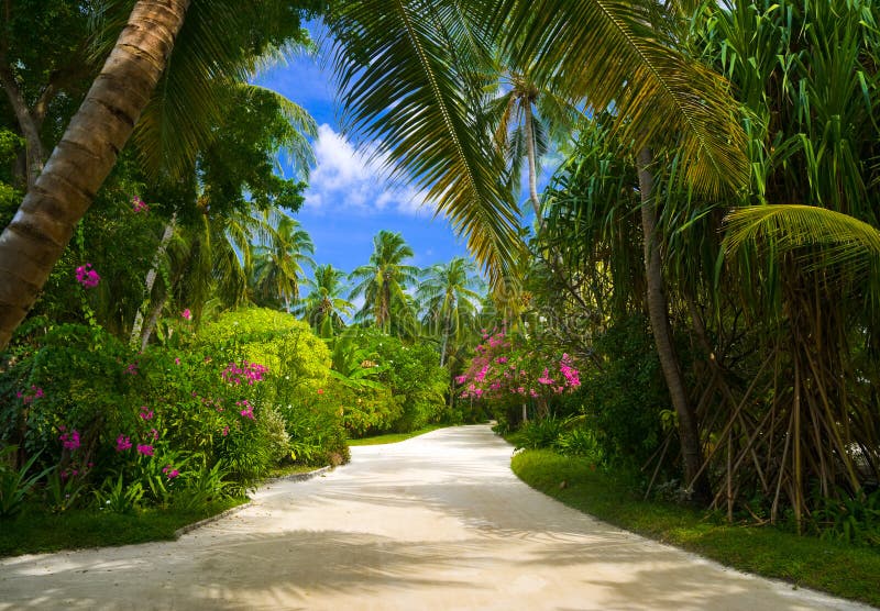 Pathway in tropical park stock image. Image of island - 9221825