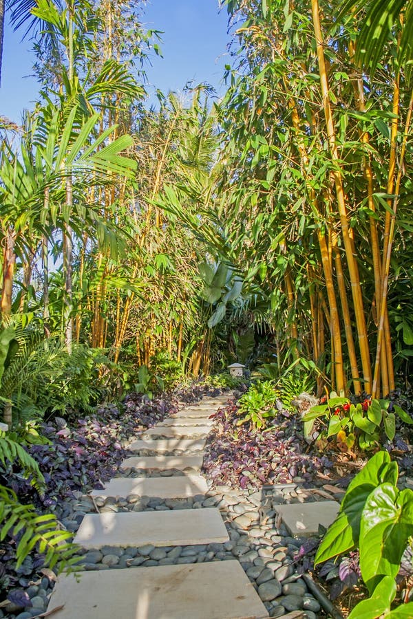 Pathway in Tropical Park, Vertical Picture Stock Photo - Image of ...