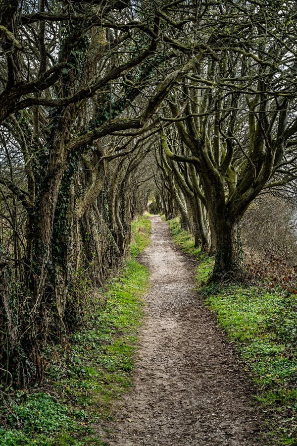 Pathway through a Tunnel of Trees in a Picturesque Forest Setting Stock ...