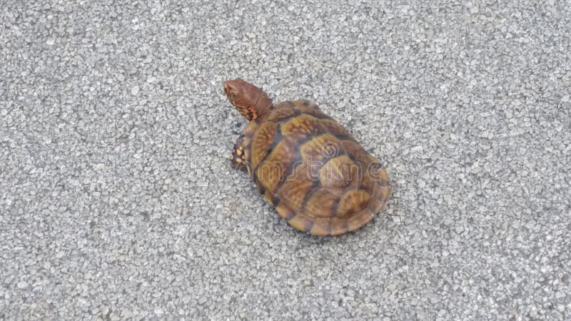 Pathway Turtel Stock Photos - Free & Royalty-Free Stock Photos from ...