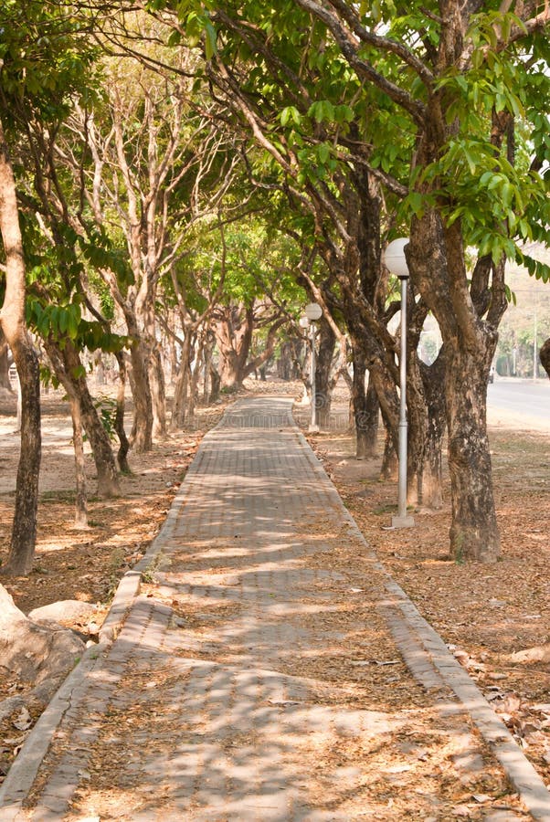 Pathway under the trees stock image. Image of foliage - 39010345