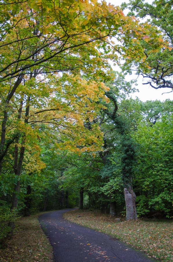 Pathway view at fall stock image. Image of forest, leaf - 45208965