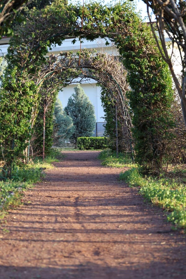Pathway vine arches stock image. Image of isolated, green - 369709339